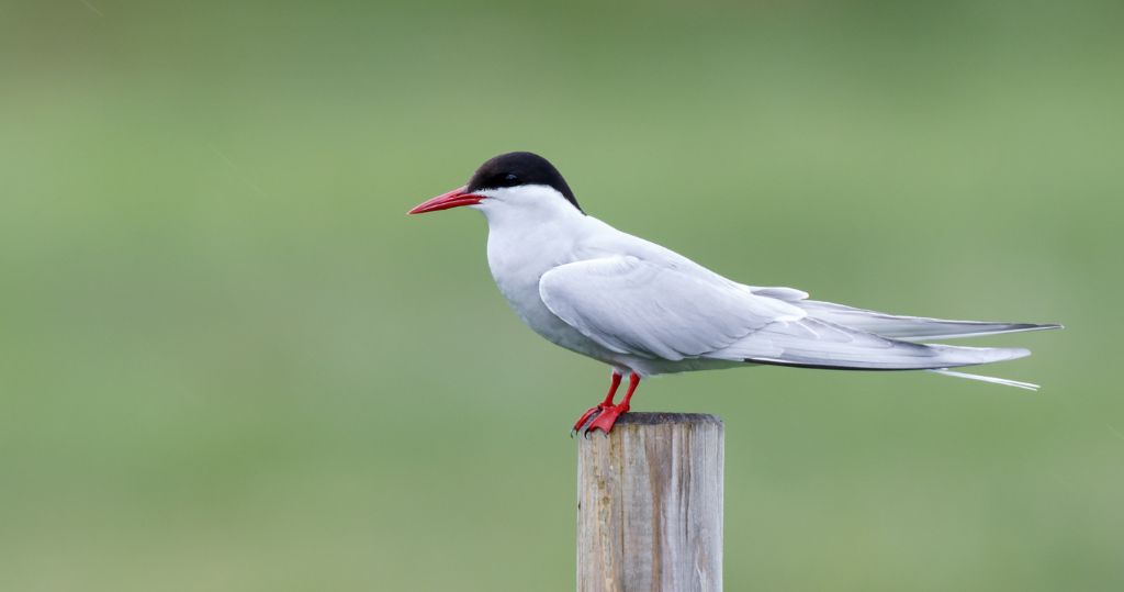 Landelijke maatregelen rondom vogelgriep, dode vogels niet zelf ruimen ...